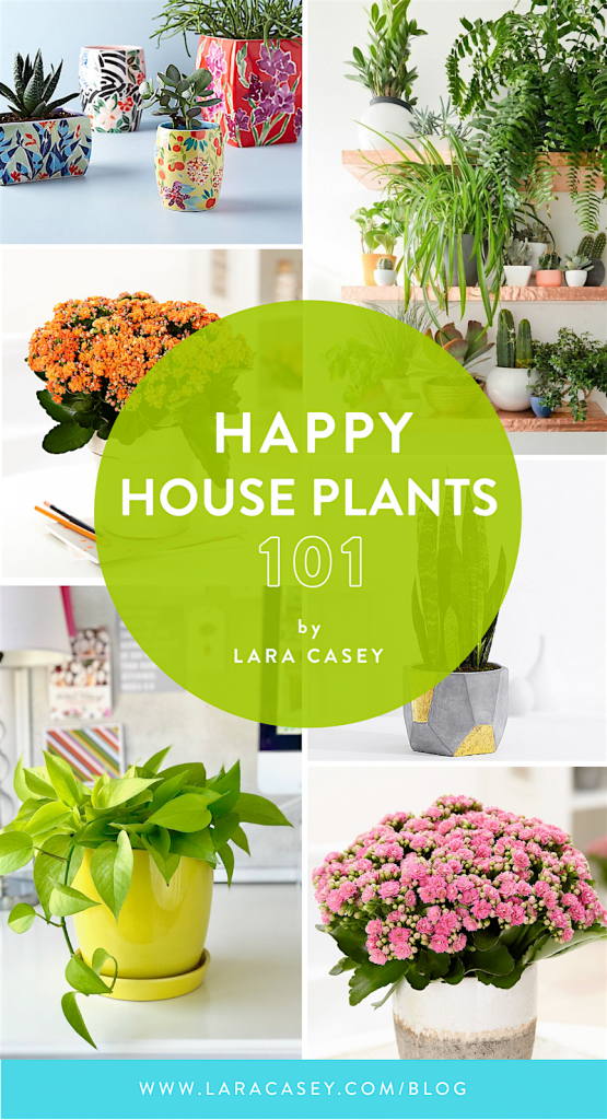 GARDENING 101: Tips for Happy Houseplants - Lara Casey